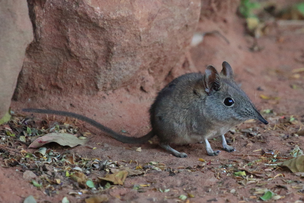 Eastern Rock Sengi from Bateleur west on August 28, 2022 at 05:25 PM by ...
