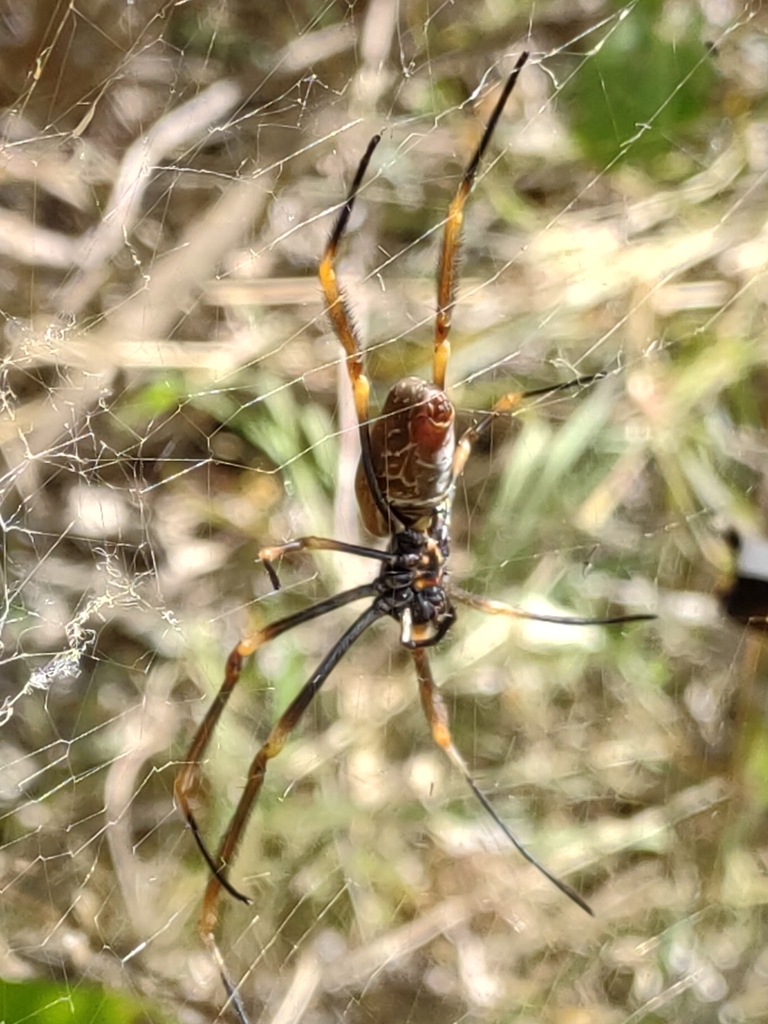 Tiger Spider from Cleveland on August 29, 2022 at 01:30 PM by ...