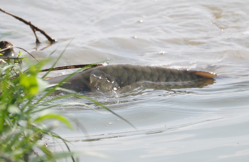 European Carp in August 2022 by Valentina · iNaturalist