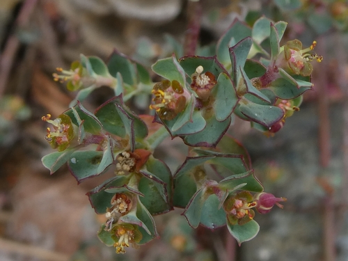 Subspecies Euphorbia cassia rigoi · iNaturalist