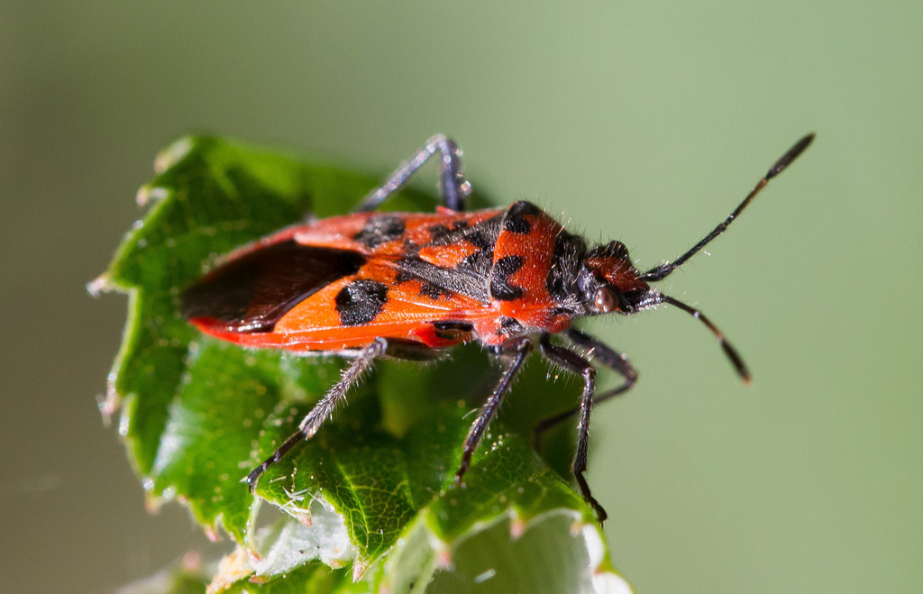 Spotted Firebug from Essex, UK on August 4, 2018 at 04:52 PM by Jon J ...