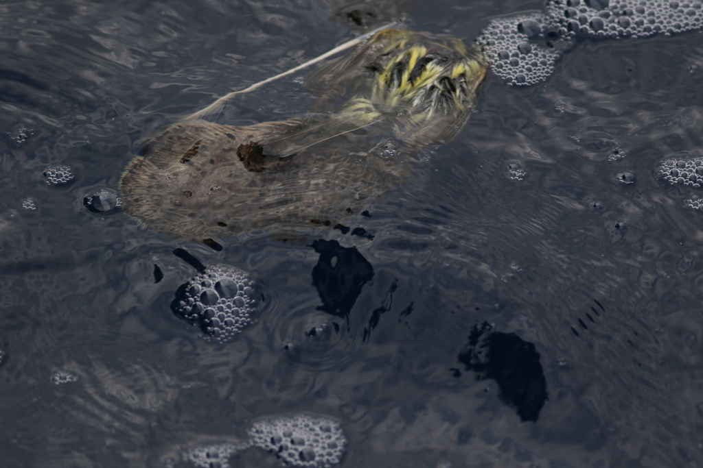 BBC Extreme Pelagic I 08272022 - eBird Trip Report