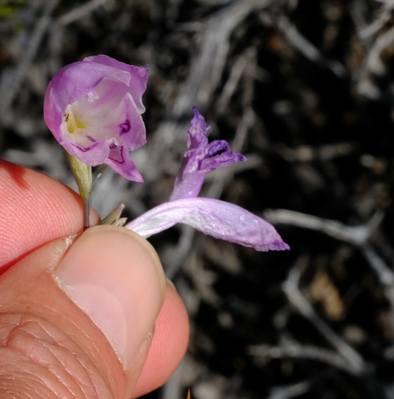 Gladiolus inflatus (Thunb.) Thunb.