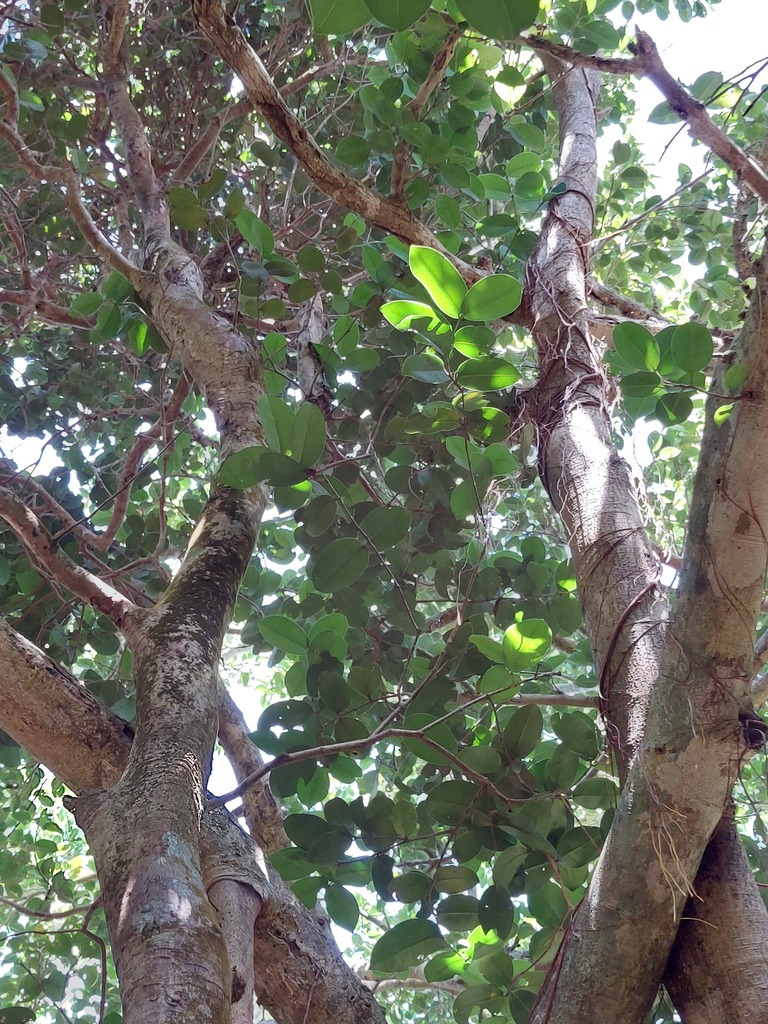 Weeping fig from 台灣台東縣 on August 26, 2022 at 09:19 AM by 胡正恆(Jackson Hu ...