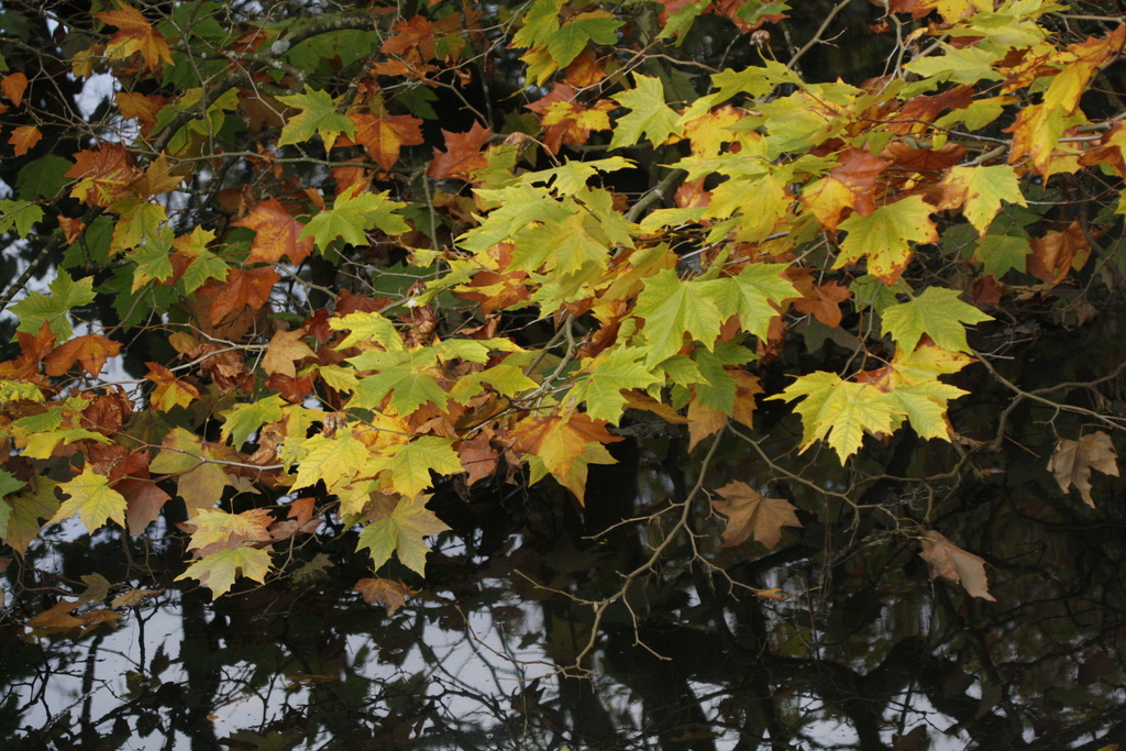 London Plane (Seattle landscape trees) · iNaturalist