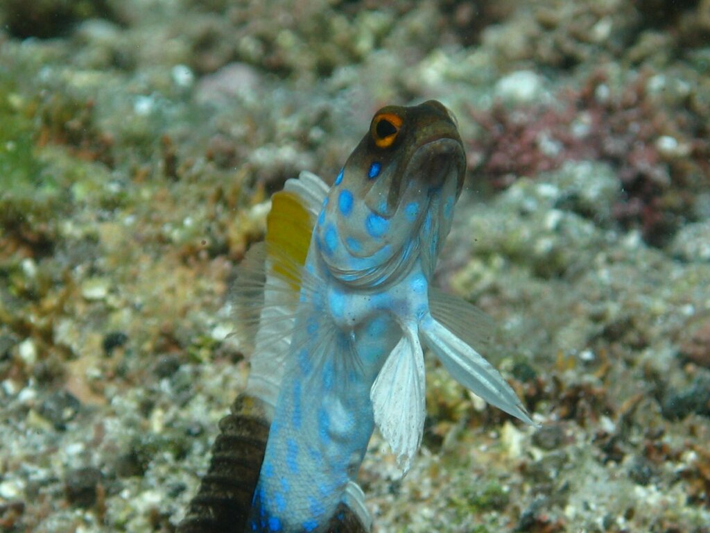 Blue-spotted Jawfish from Loreto, B.C.S., México on September 17, 2008 ...
