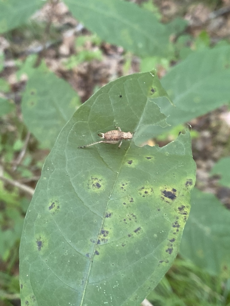 Jumping Bush Cricket from Farmville, VA, US on August 29, 2022 at 12:08 ...