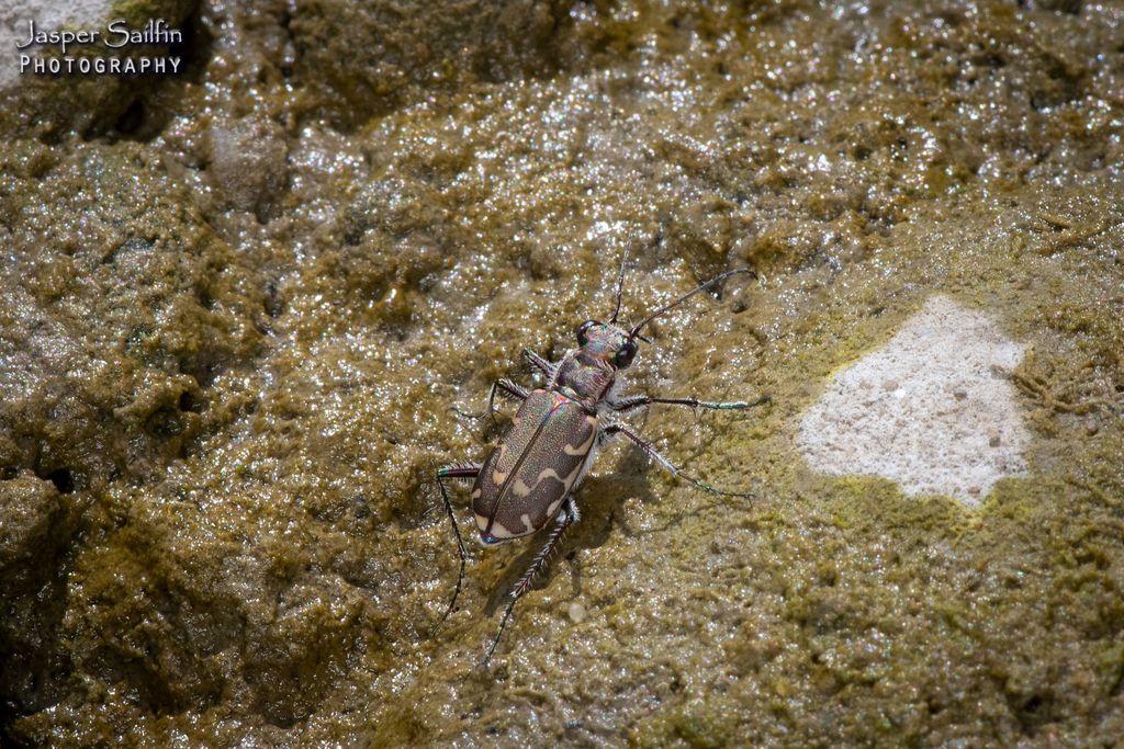 Bronzed Tiger Beetle from Great Miami River, Butler County, OH, USA on ...