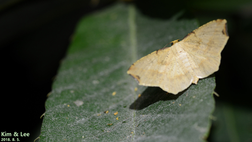 Genus Pareclipsis · iNaturalist