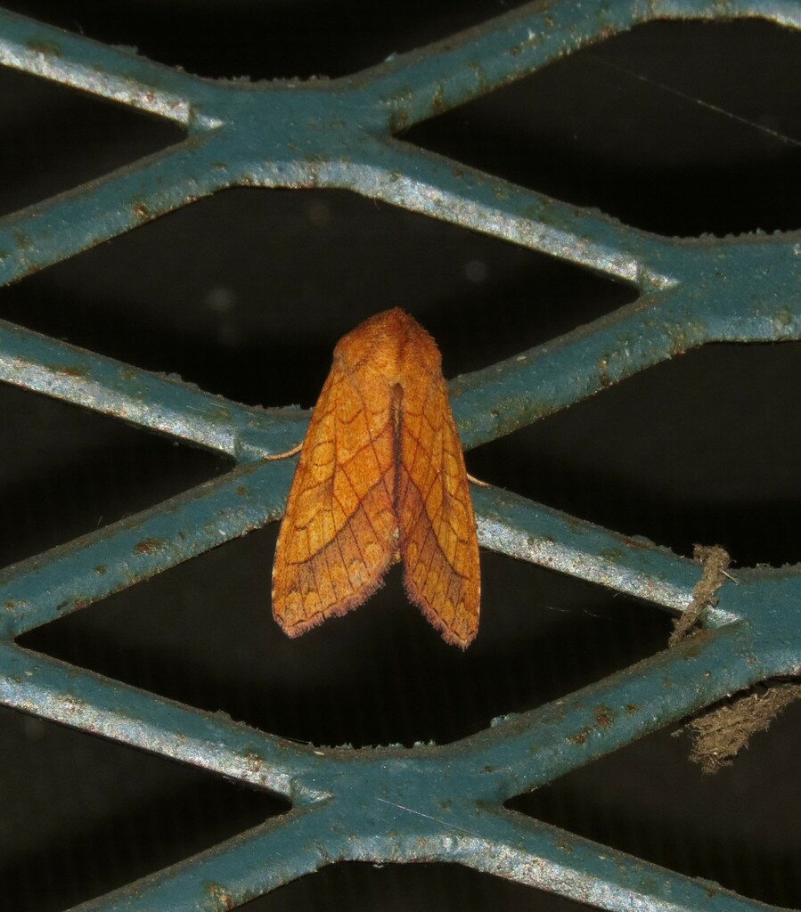 Bordered Sallow from Reservation Rd, Pound Ridge, NY 10576, USA on ...