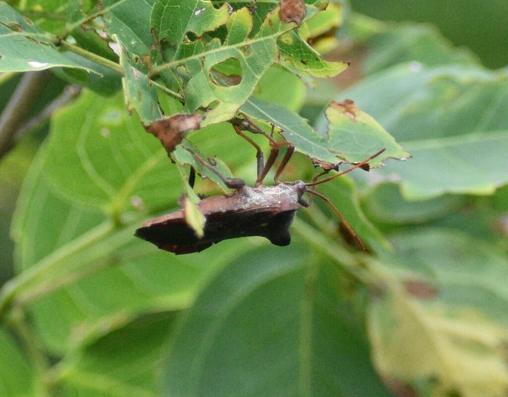 Mozena lunata from San Pedro Pochutla, Oax., México on August 19, 2022 ...