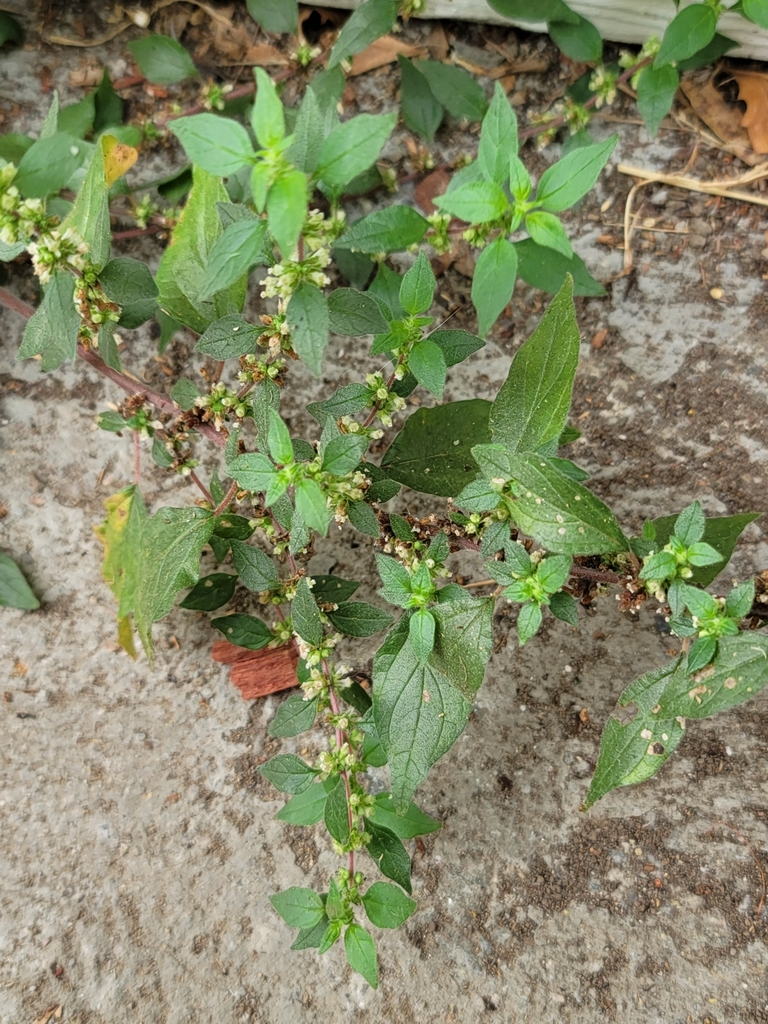 pellitory-of-the-wall from Point Richmond, Richmond, CA, USA on August ...