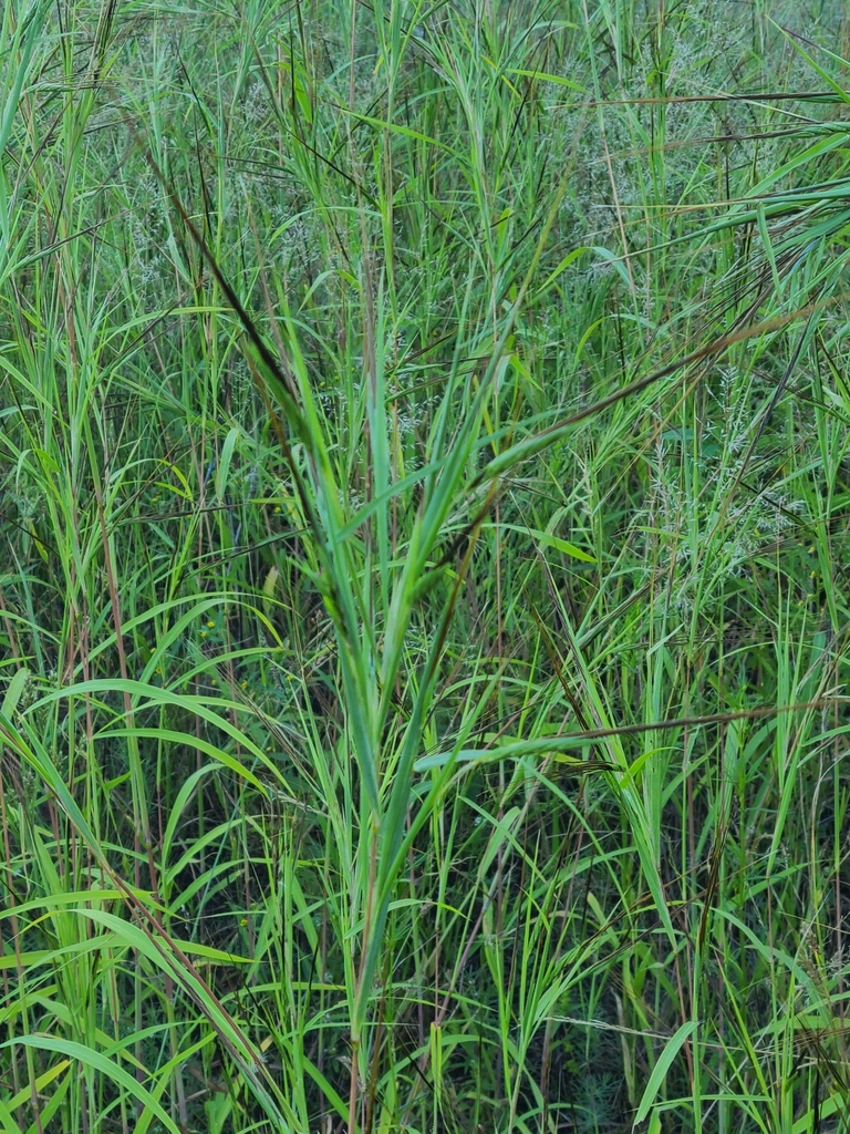 tanglehead from Brown Canyon Ranch on August 29, 2022 at 06:50 AM by ...