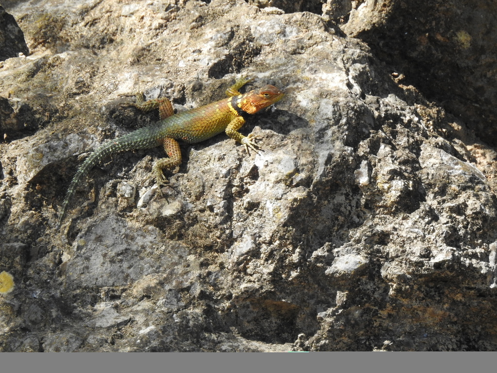 Blue Spiny Lizard in November 2020 by Chipinque · iNaturalist
