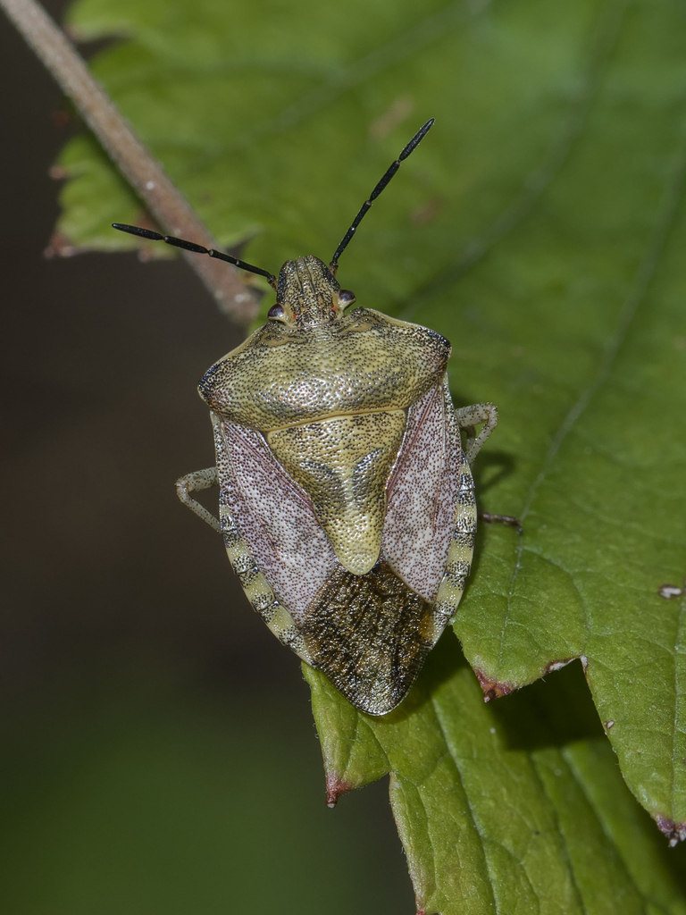 Black-shouldered Shieldbug from Волково, Московская обл., Россия ...