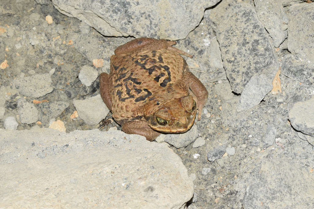 Gray Toad from Chinchipe, Ecuador on August 23, 2022 at 11:36 PM by ...