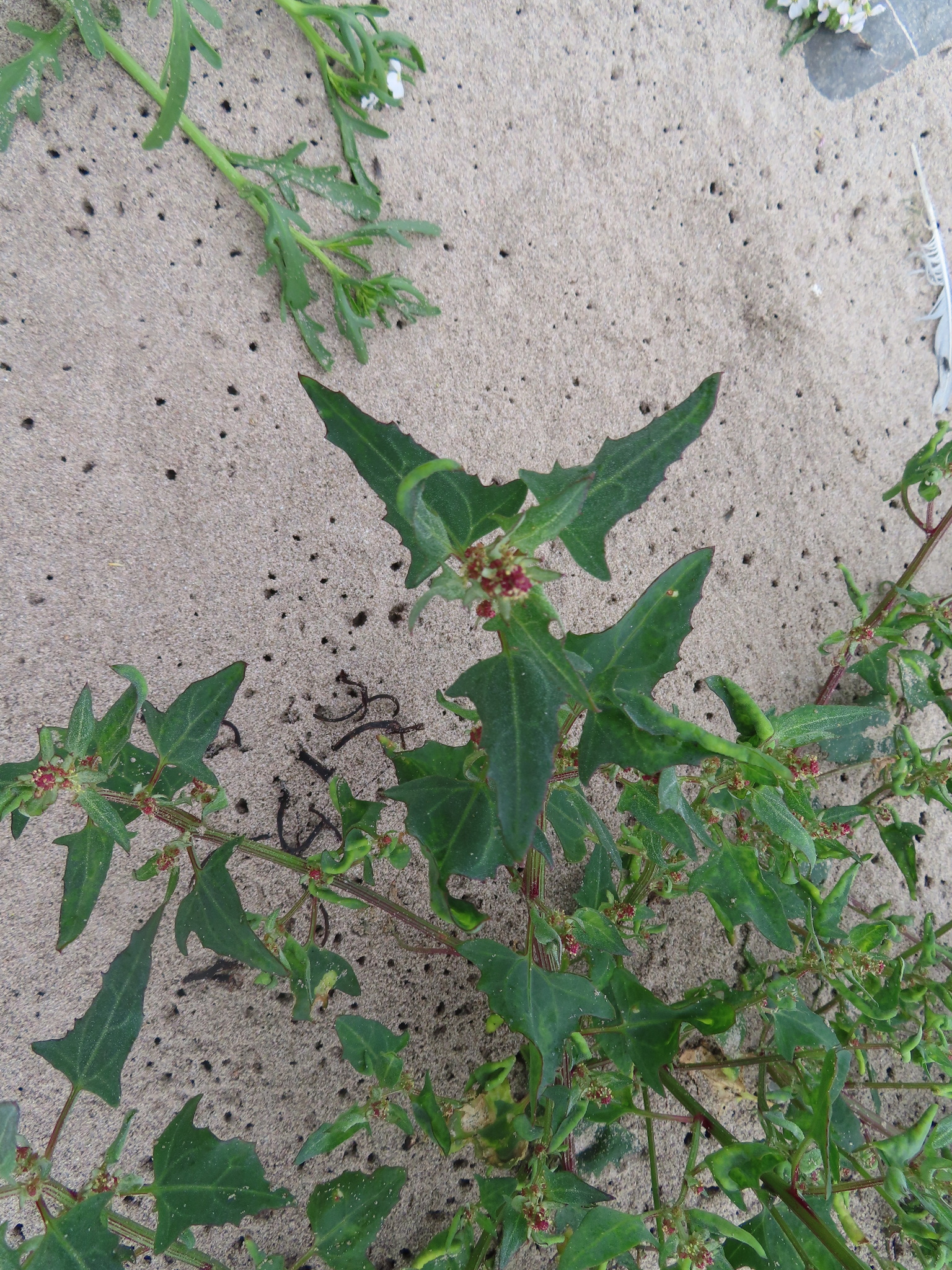 Atriplex glabriuscula Edmondston