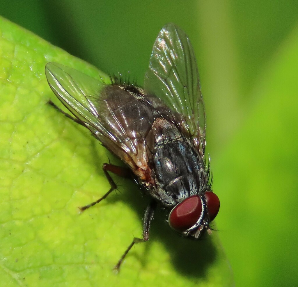 False Stable Fly from Almada, Portugal on August 11, 2022 at 03:51 PM ...