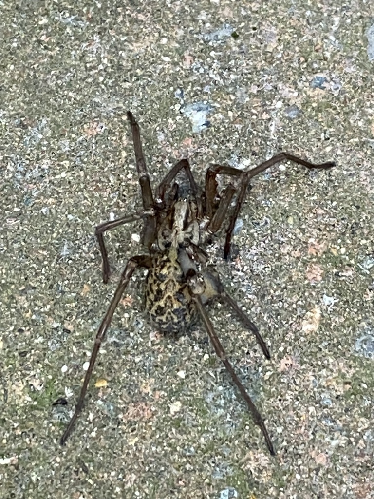 Eratigena in August 2022 by vherk · iNaturalist