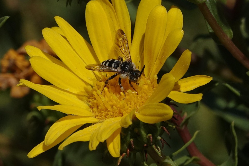 California Digger-cuckoo Bee from Baylands, Palo Alto, CA, USA on ...
