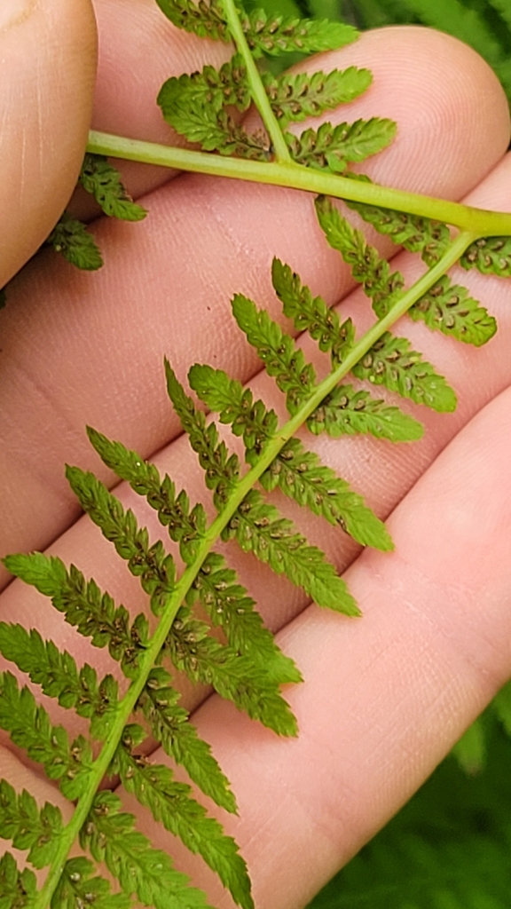 northern lady fern from Marquette Township, Marquette, MI, USA on ...