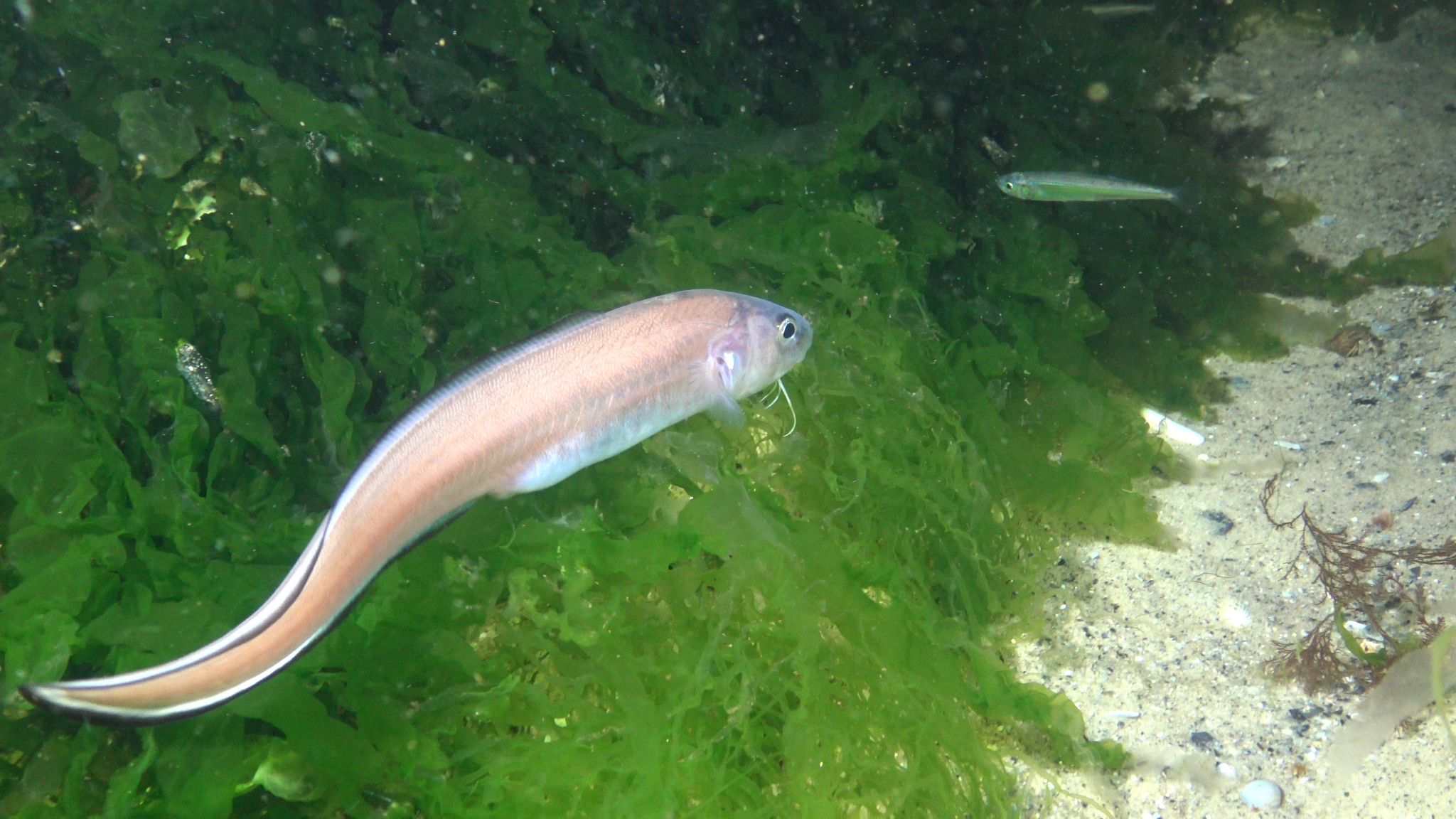 Ophidion rochei Müller, 1845