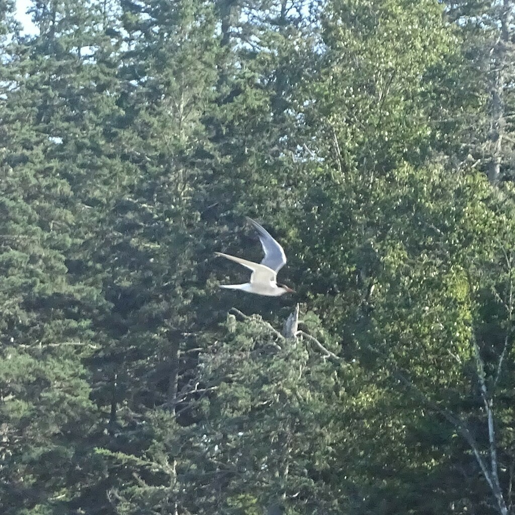 Common Tern from Southwest Harbor, ME, USA on August 28, 2022 at 10:23 ...