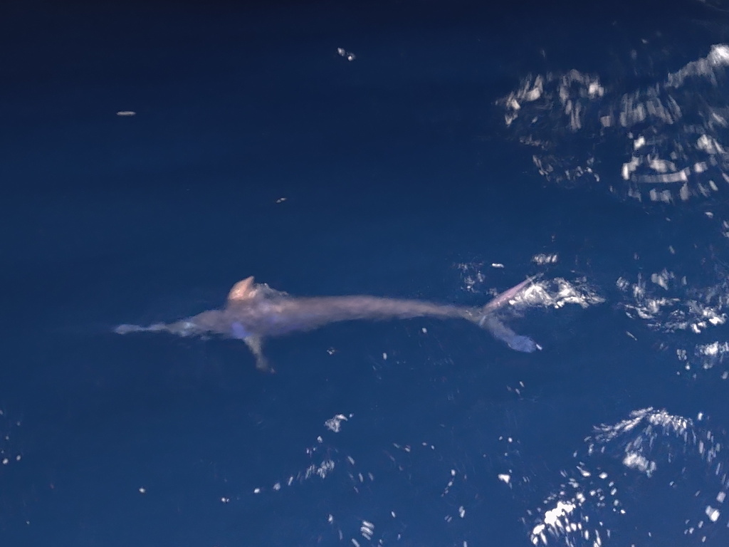 Billfishes on August 28, 2022 at 04:21 AM by Brian Vigorito · iNaturalist