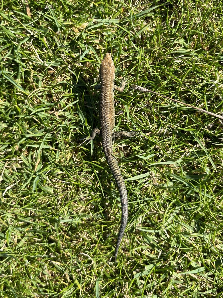 Viviparous Lizard from Southerndown Golf Club, Bridgend, Wales, GB on ...