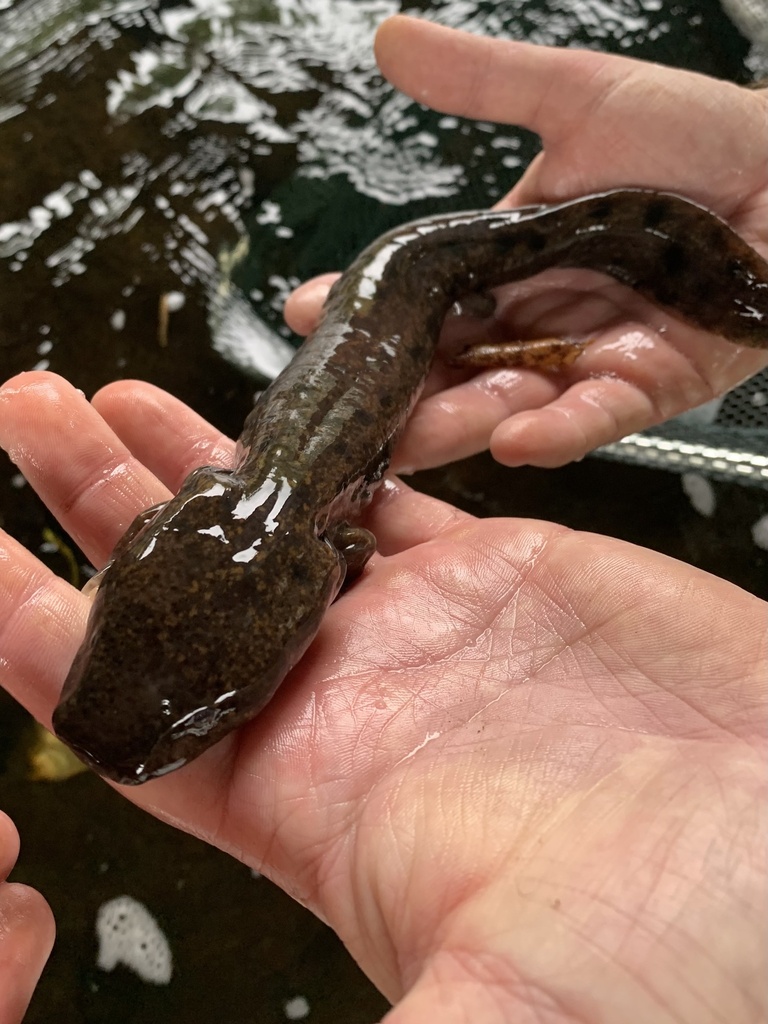Common Mudpuppy in August 2022 by Matthew Thompson · iNaturalist