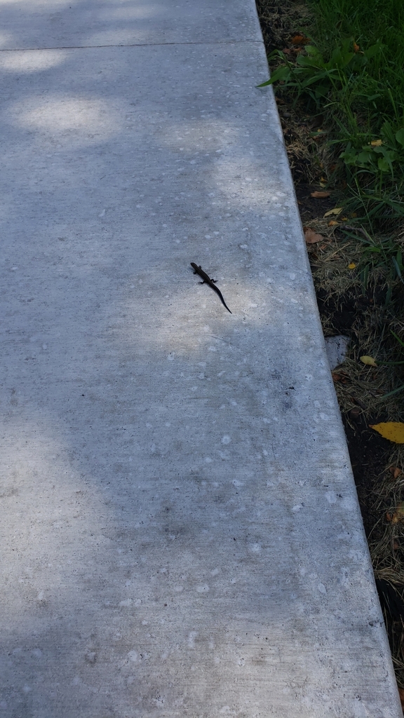 Prairie Skink from Plymouth, MN 55442, USA on August 29, 2022 at 01:36 ...