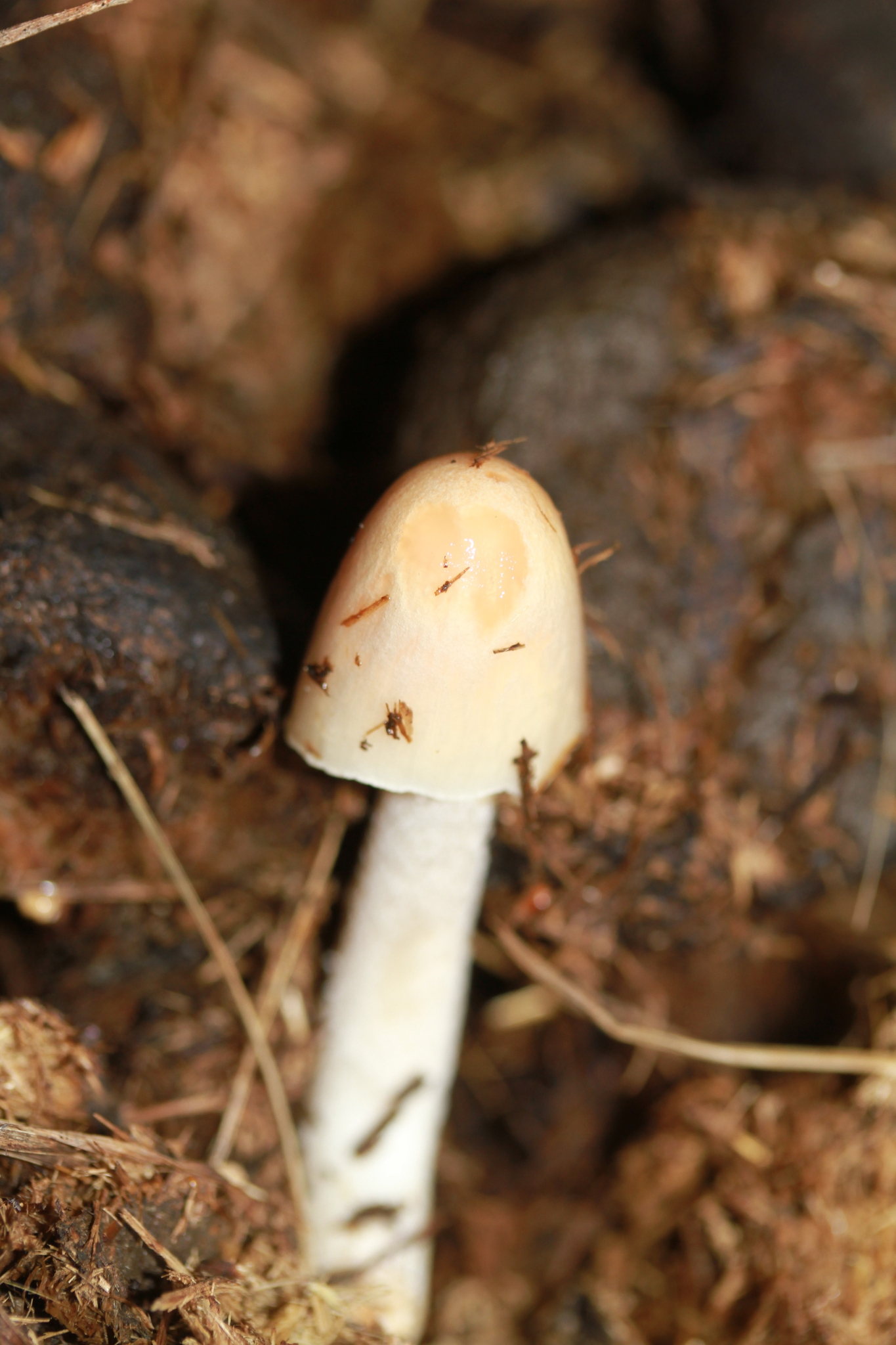 Bolbitius coprophilus (Peck) Hongo