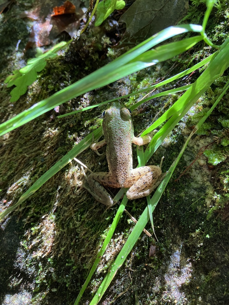 Frogs and Toads from South Glastonbury, Glastonbury, CT 06073, USA on ...