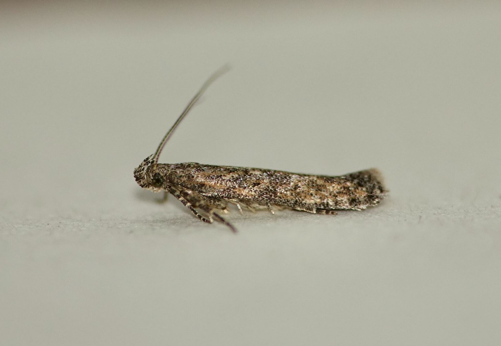 Tuta absoluta (Meyrick, 1917)