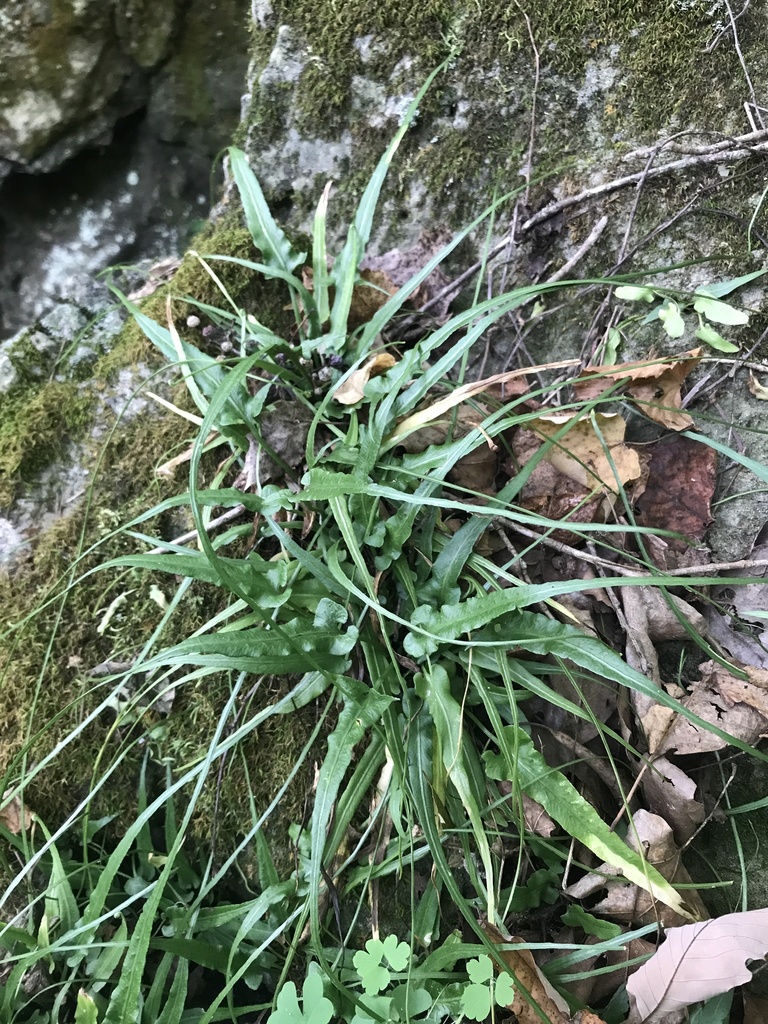 walking fern from Ha Ha Tonka State Park, Camdenton, MO, US on August ...