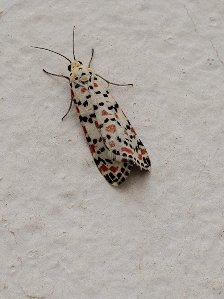 Rattlepod Moths from Sidi Bou Amar, Marrakesh 40000, Morocco on August ...