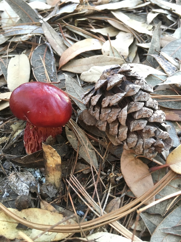 Frost's Bolete from Coronado National Forest, Safford, AZ, US on August ...