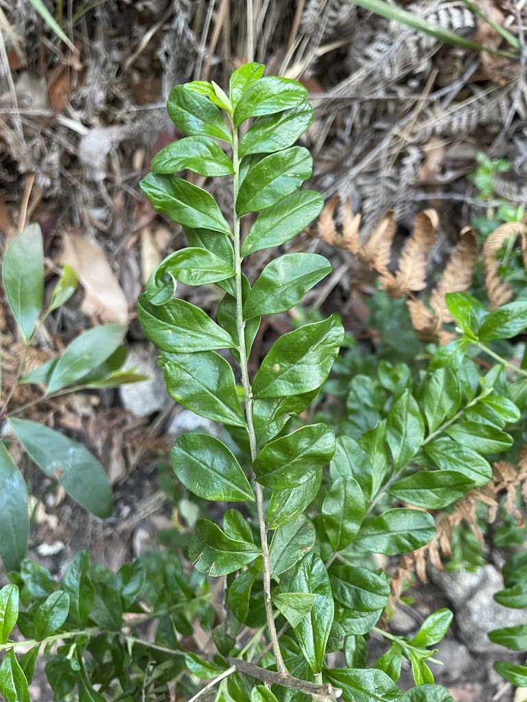 Cassinia subtropica from Ninderry, QLD, AU on August 29, 2022 at 03:52 ...