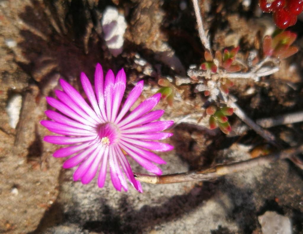 Pale dewplant from Cape Agulhas Municipality, South Africa on August 26 ...