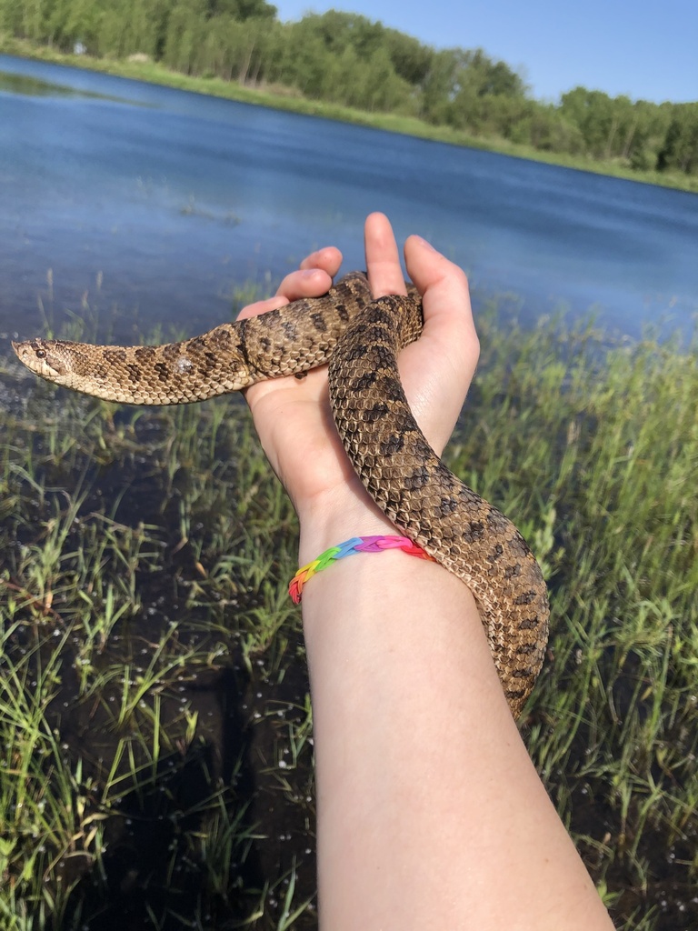 Plains Hognose Snake in June 2020 by grduren · iNaturalist