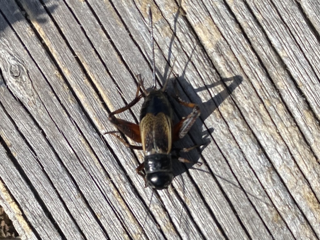 Fall Field Cricket from CFB Shilo, Glenboro-South Cypress, MB, CA on ...