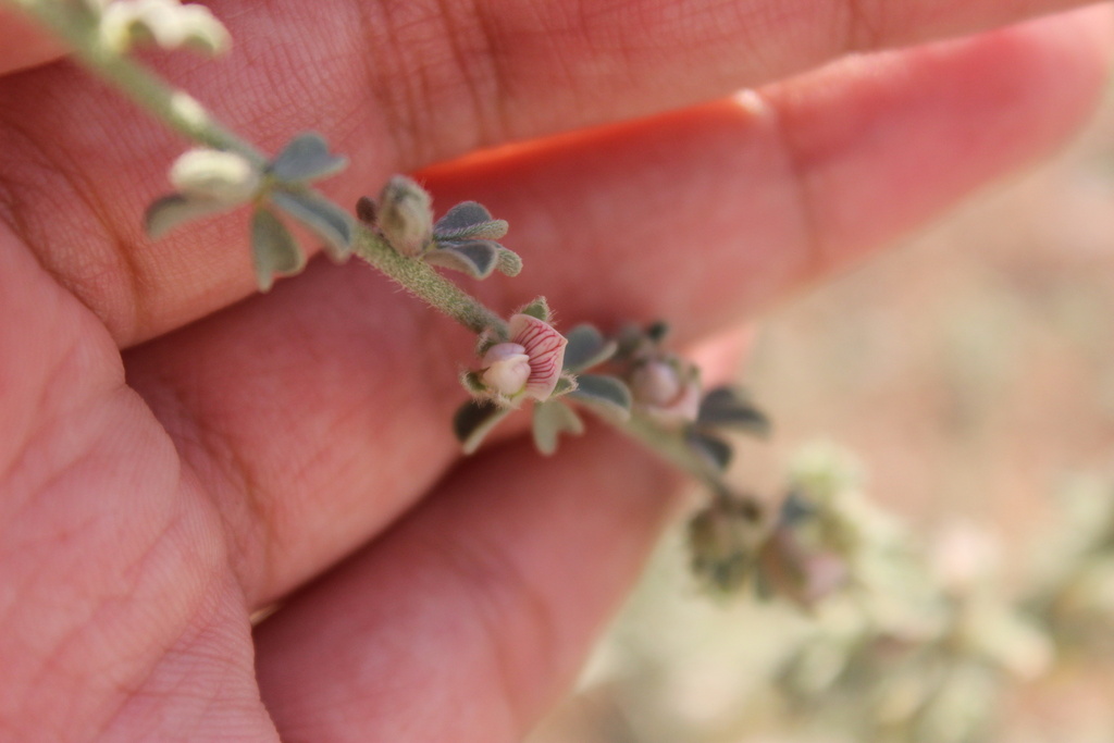(Lotus garcinii) - Botanical Realm
