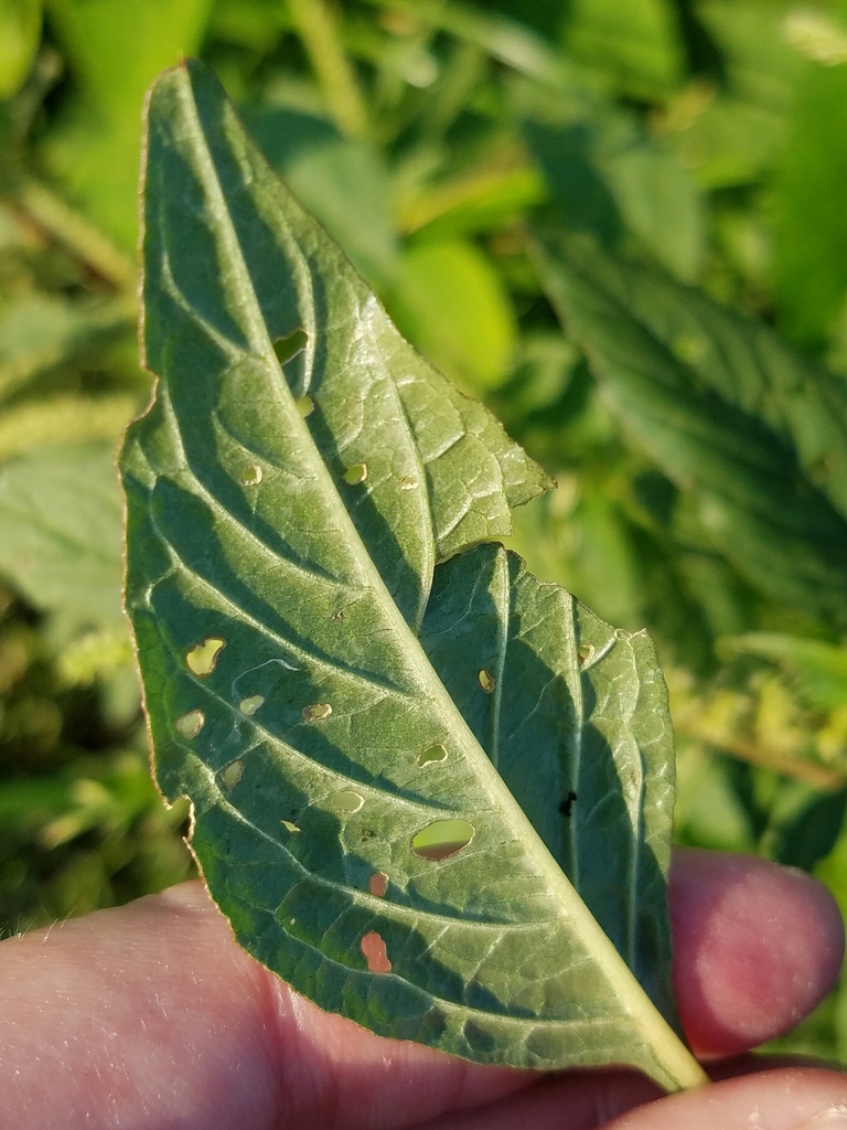 rough-fruit amaranth (Amaranthus tuberculatus) - Botanical Realm