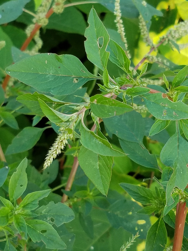 rough-fruit amaranth (Amaranthus tuberculatus) - Botanical Realm