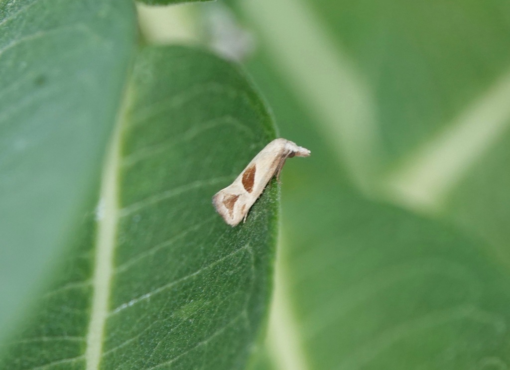 Two-spotted Eugnosta Moth from Greenwood Heights, Brooklyn, NY, USA on ...