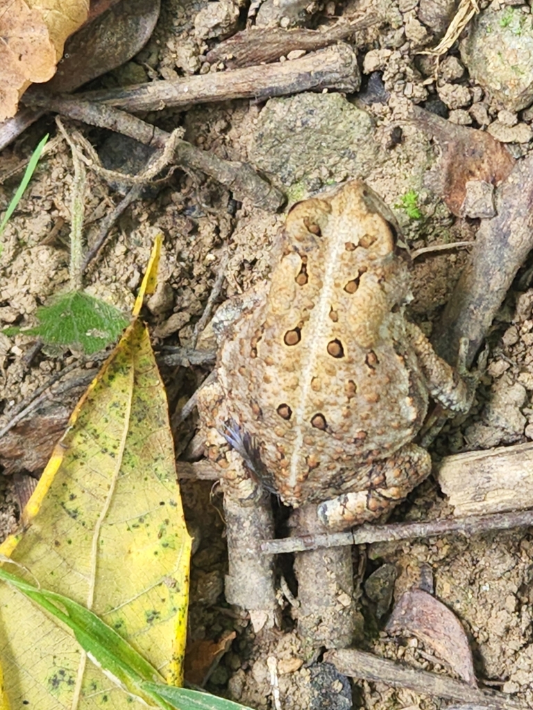 American Toad from Middletown, MD 21769, USA on August 29, 2022 at 11: ...