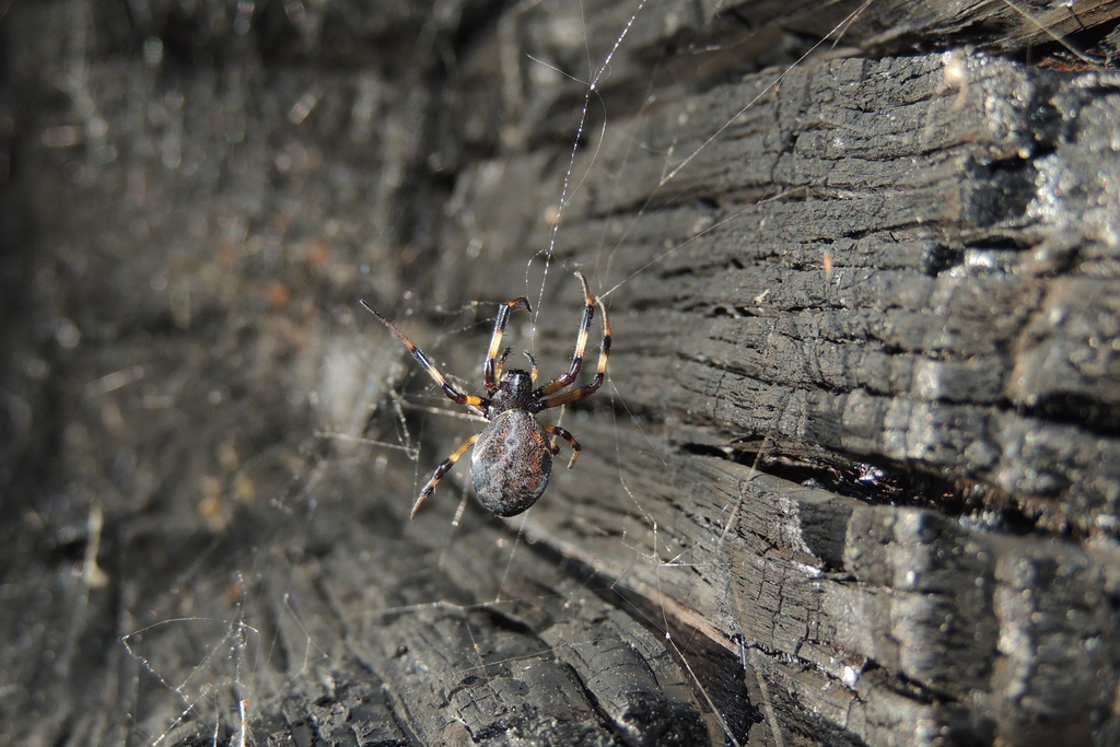Asian Hermit Spider from 9W6C+RPX, Chiang Dao, Chiang Dao District ...