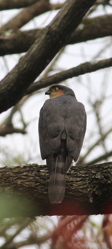 Rufous-thighed Hawk from Parque Escola Santo André on August 26, 2022 ...
