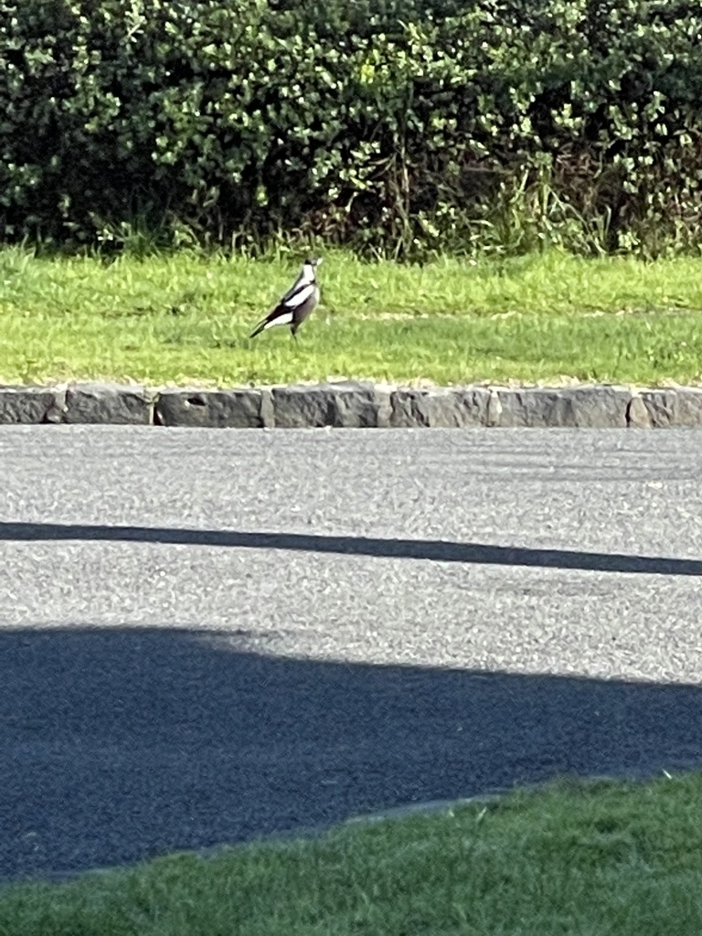 Australian Magpie from North Island, Auckland, Auckland, NZ on August ...