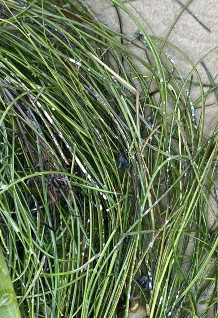 Torrey's Surfgrass from Crystal Cove State Beach, Newport Beach, CA, US ...